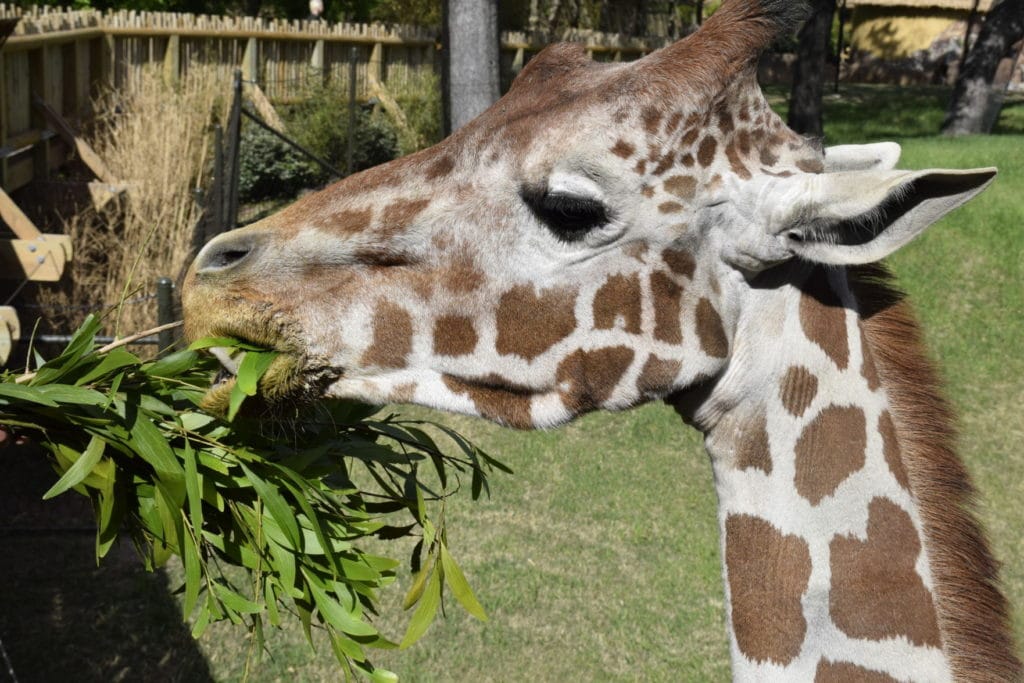 Fort Worth Zoo once again named a USA Today Top 5 Zoo - Fort Worth ...