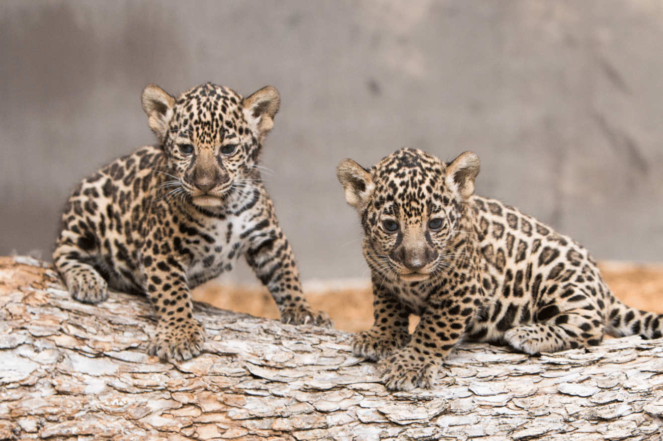 Jaguar Cubs Spotted For First Time At Fort Worth Zoo The Business Press Jaguar Cubs Spotted For First Time At Fort Worth Zoo The Business Press