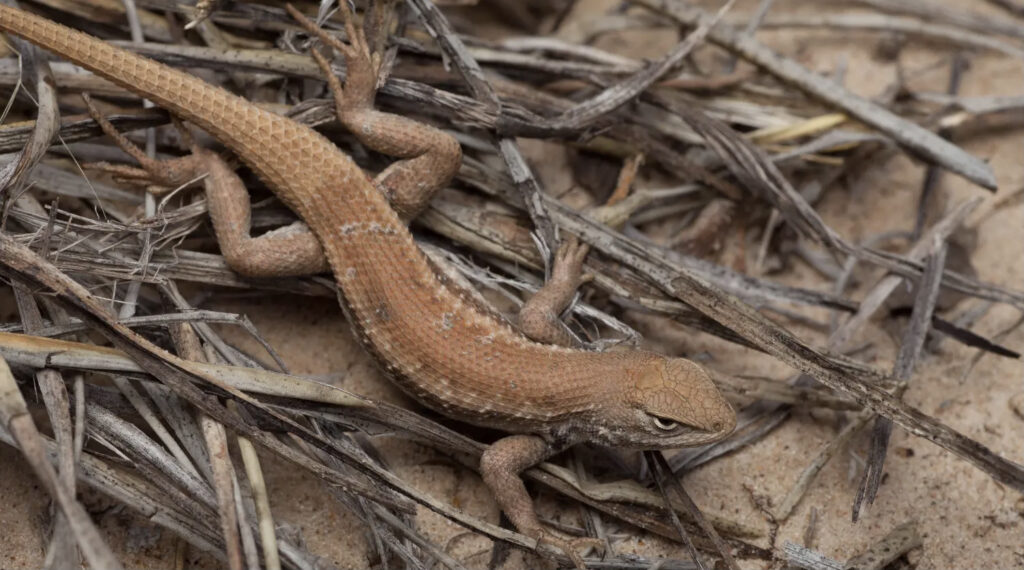 Texas lizard added to endangered species list over the oil and gas ...